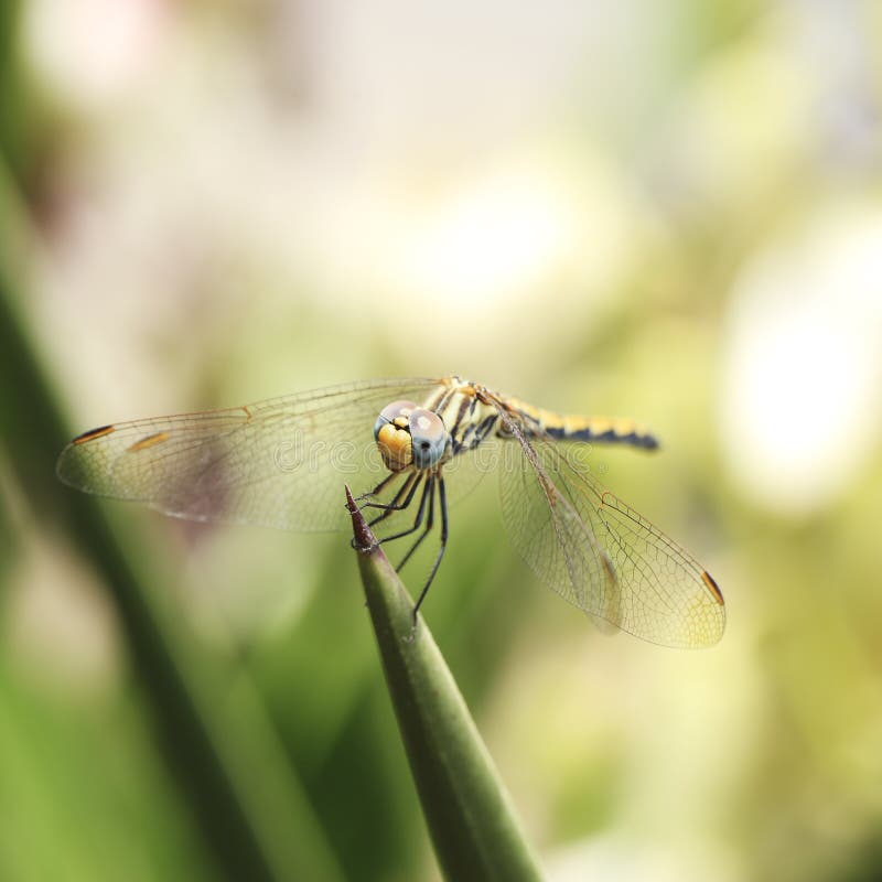 Awakening Insects in the Spring Stock Photo - Image of wings, dragonfly ...