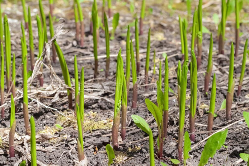 Awakening Nature Green Fresh Flowers Sprouts Macro Stock Photo - Image ...