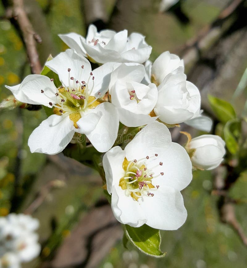 The awakening of nature stock photo. Image of awakening - 173727660