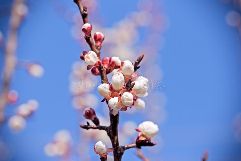 Awakening of a New Life, Awakening of Nature - Buds Stock Photo - Image ...