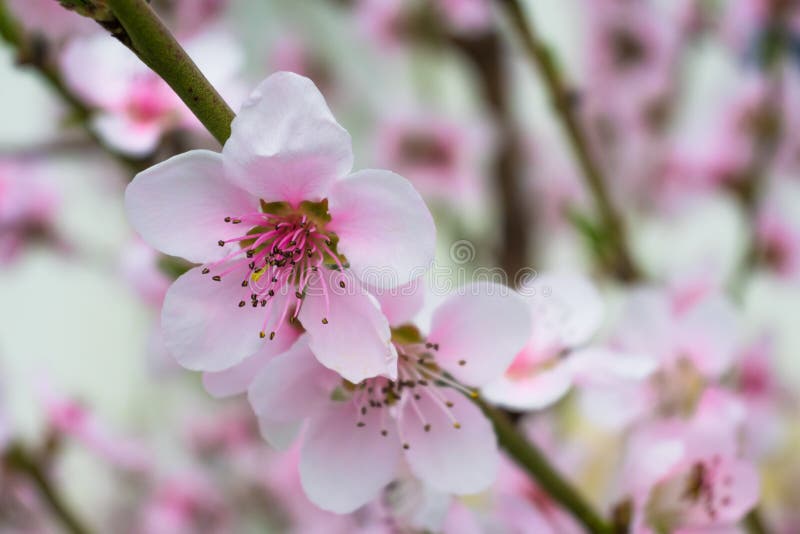 Awakening of spring stock image. Image of flowers, branch - 215131073