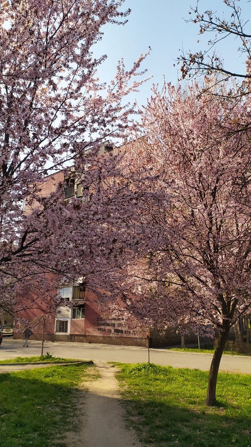 Awakening To Spring Flower Tree Stock Photo - Image of light, yellow ...