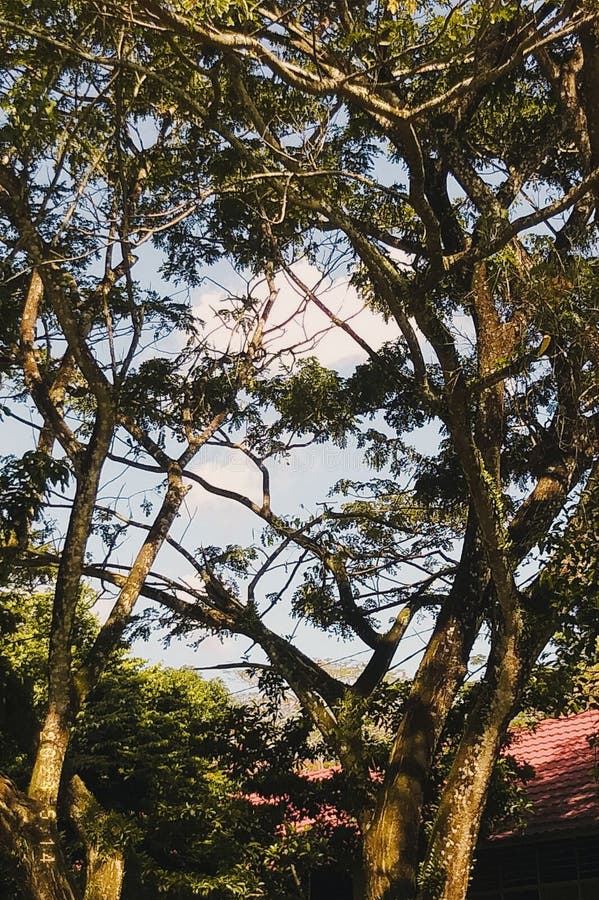 Awan Di Tengah Tengah Pohon Dan Ranting Stock Image - Image of tengah ...