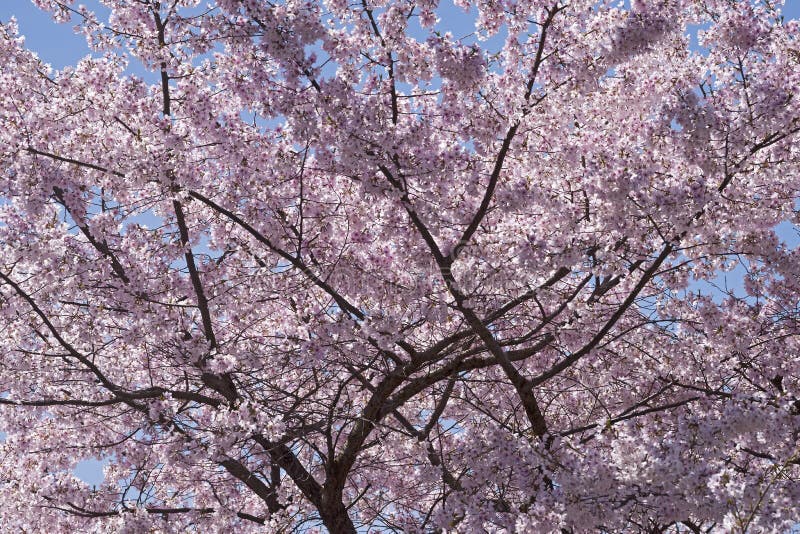 Awanui Yoshino Cherry Tree in Blossom Stock Photo - Image of yedoensis ...