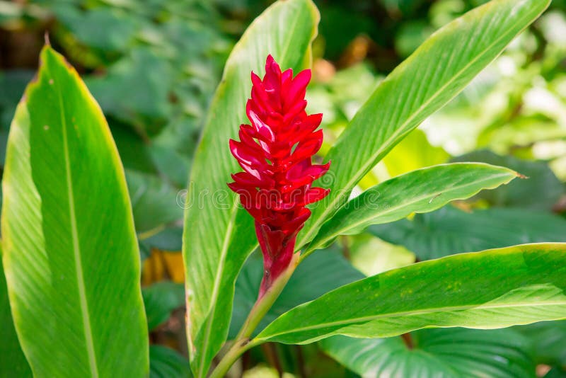 Awapuhi-UlaUla Hawaiian Red Ginger Stock Image - Image of leuchten ...