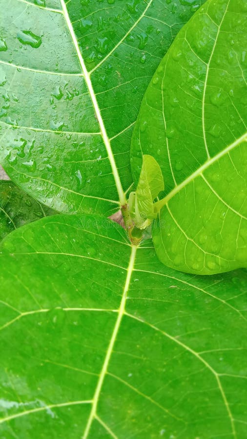 Awar Awar Leaves are Green. Stock Photo - Image of leaves, awar: 221036330