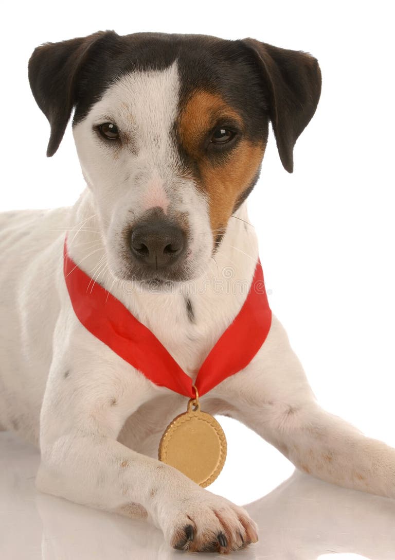 700 Animal Winning Contest Stock Photos - Free & Royalty-Free Stock ...