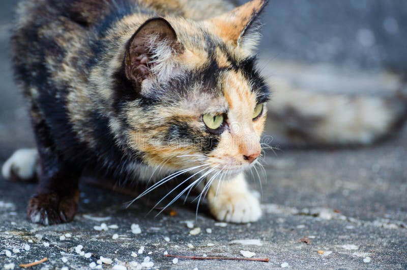 Awaring Photos - Free & Royalty-Free Stock Photos from Dreamstime