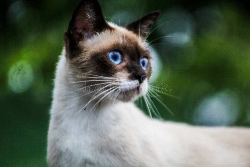 Awasome cat in beach stock photo. Image of skip, animal - 268904180