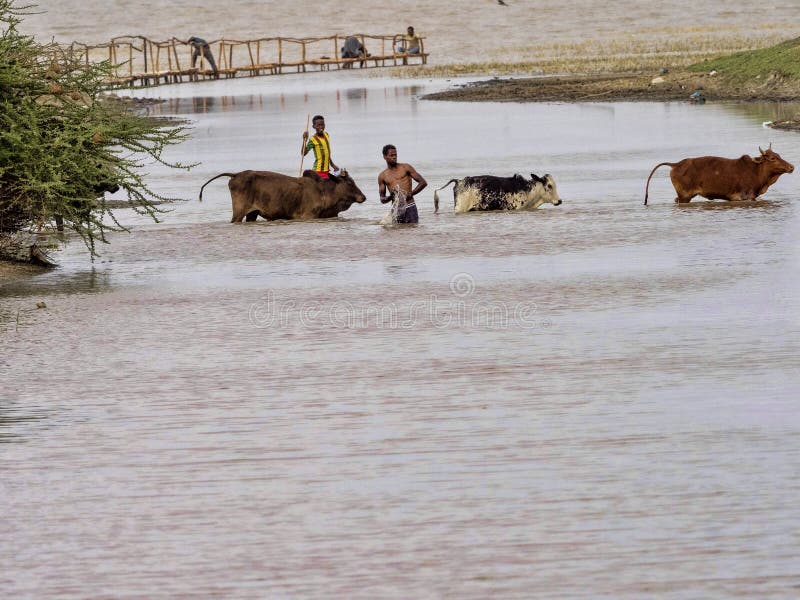 Shepherds Wade with Cattle. 2018 Dating in Awassa, Ethiopia Editorial ...