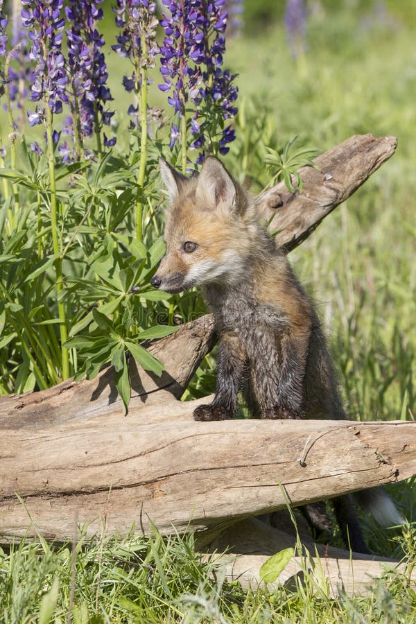 Awe so cute stock image. Image of carnivore, vulpes, predator - 36510547