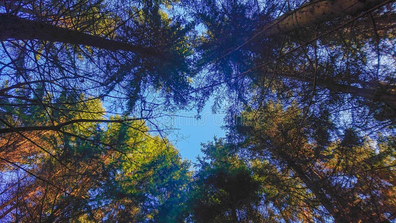 Awe-Inspiring View: Looking Up at Pine Trees Stock Image - Image of ...