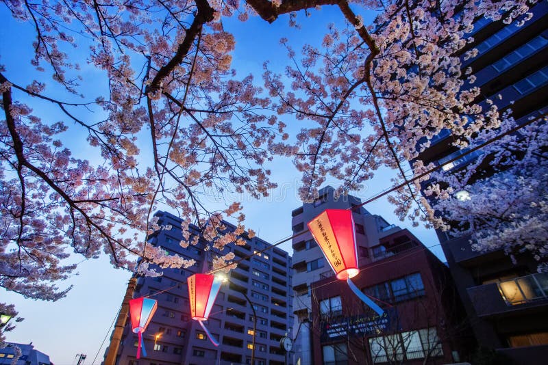 Awe View on with Cherry Trees in Blossom on Lanterns in Blue Hour in ...