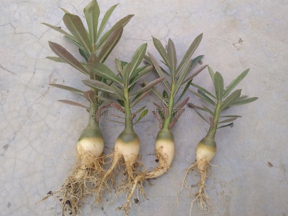 Awesome Adenium Plant Root Growth Stock Image - Image of growth, root ...