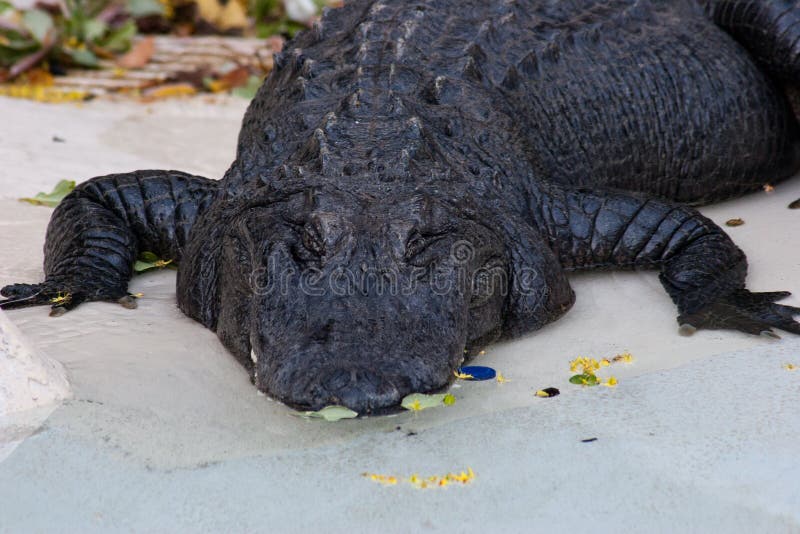Awesome alligator stock image. Image of croc, crocodile - 28945643