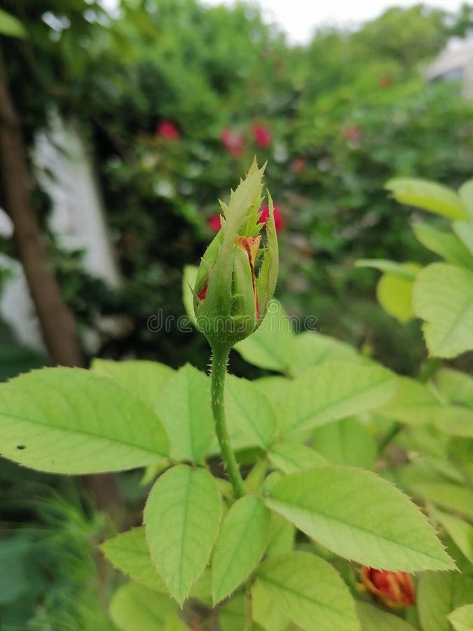 Awesome Beautiful Rose Bloom Stock Image - Image of tree, herb: 225405203