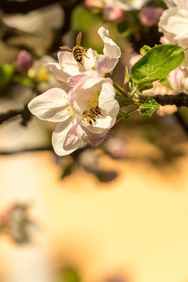 Blossoming Apple Tree Garden in Spring with Bee Stock Photo - Image of ...