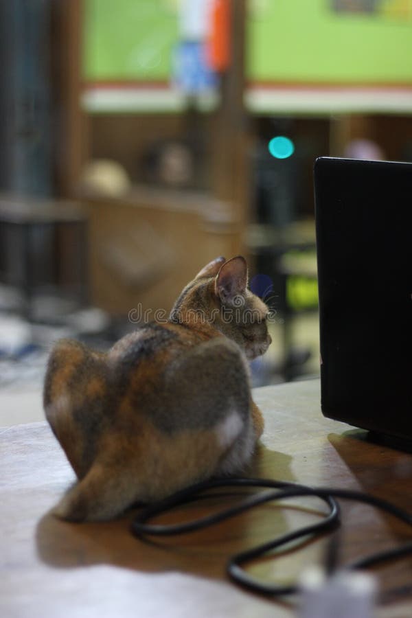 Cat on the table relaxing stock photo. Image of mind - 210616956
