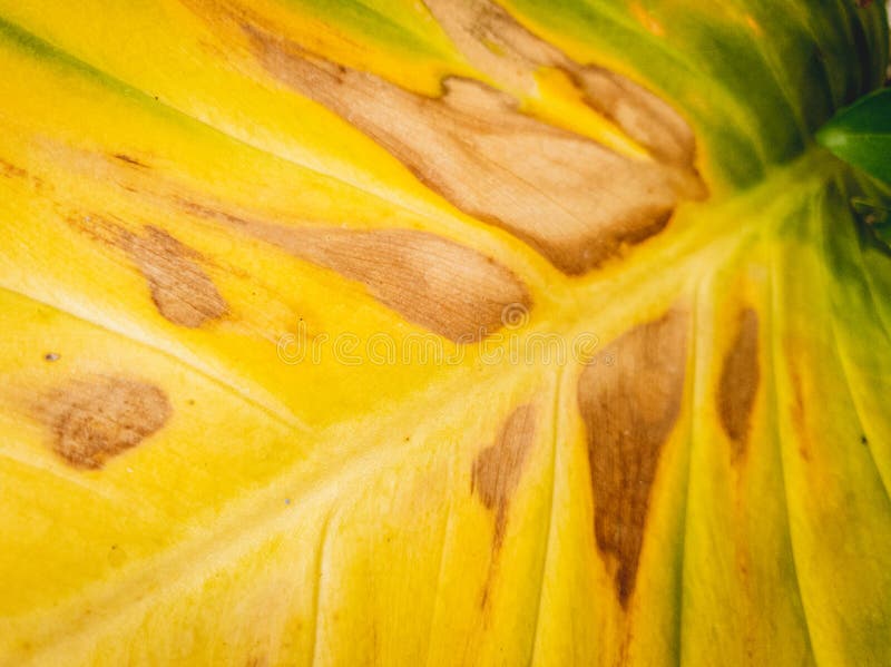 An Awesome Colorful Texture of Plant Leaf Stock Image - Image of color ...