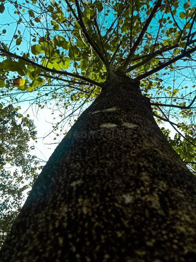 Awesome exotic tree stock photo. Image of exotic, autumn - 222664194