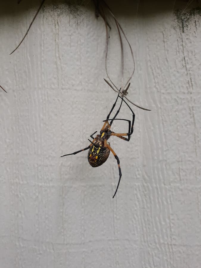 A Awesome Female Web Weaver Stock Image - Image of female, pest: 205964125