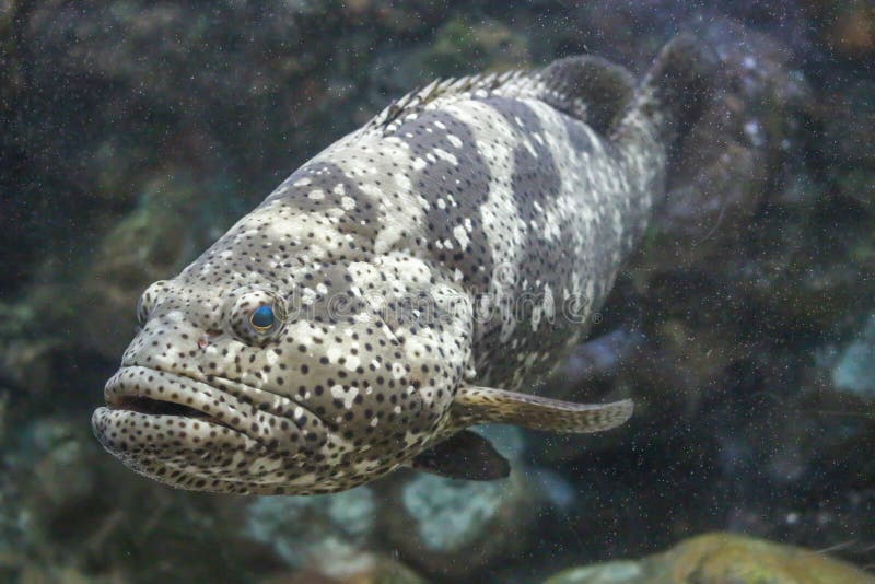 Awesome Fish Under Deep Sea Stock Image - Image of animal, beautiful ...