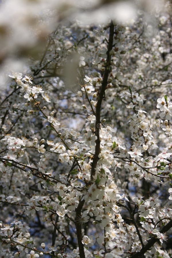 A Flowering of Trees in Spring Garden Stock Image - Image of soft ...