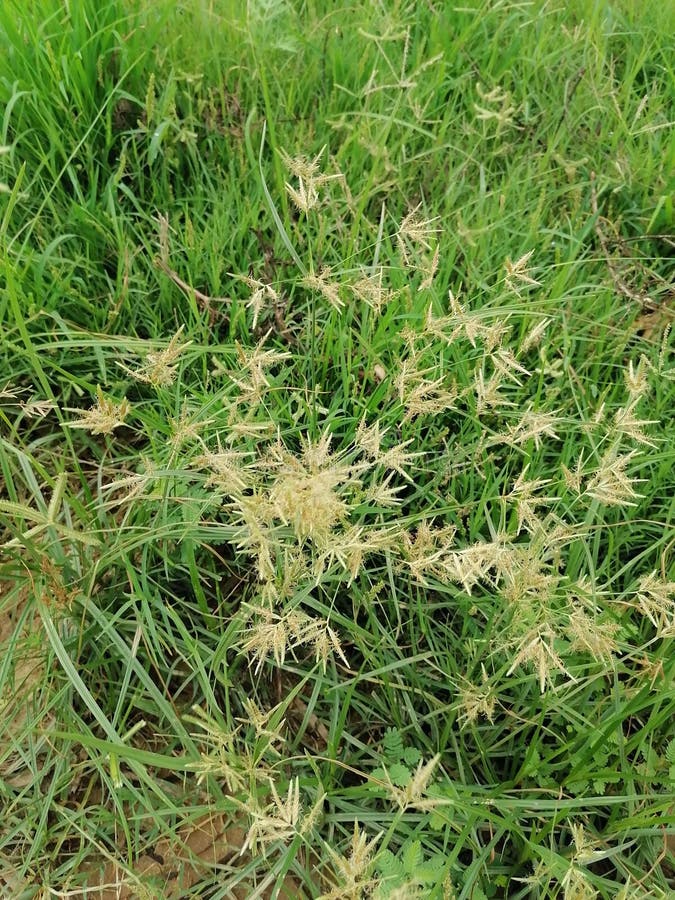 Awesome green grass plant stock image. Image of green - 225410085