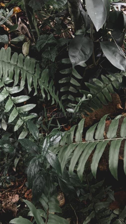 The Awesome Green Leaf in a Garden in Front of House Stock Image ...