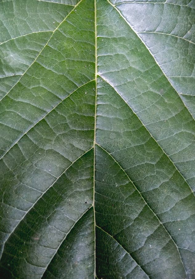 Awesome green leaf texture stock image. Image of deciduous - 229256347