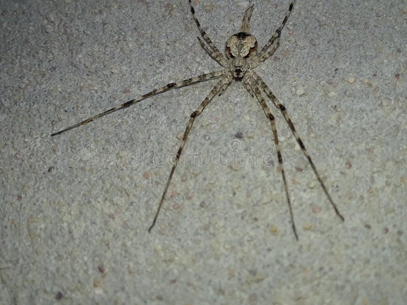 Awesome grey Spider stock image. Image of awesome, spider - 111078955