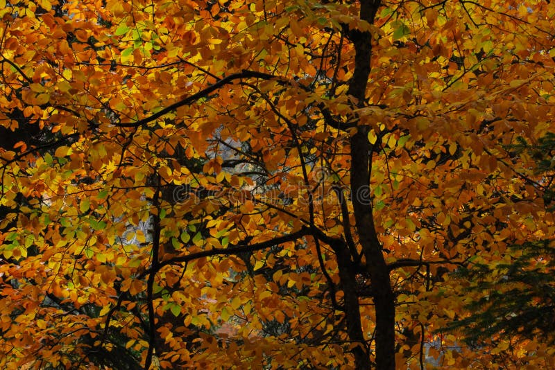 Awesome Image of the Yellow Beech Tree Mountain Valley. Orange and ...