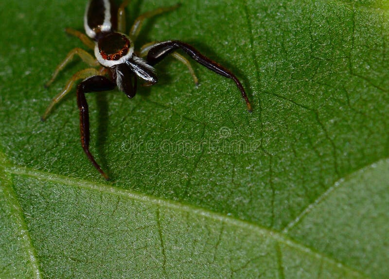 A really Awesome Jumping Spider Pose Stock Photo - Image of jumping ...
