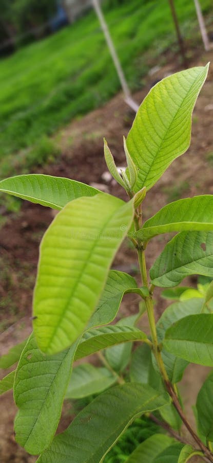 Awesome leaf picture stock photo. Image of green, shrub - 187932588
