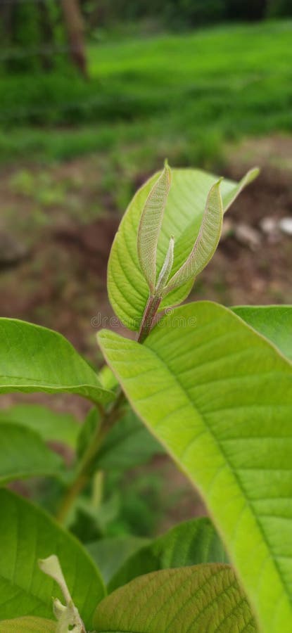 Awesome Leaf Picture stock photo. Image of trending - 187932554