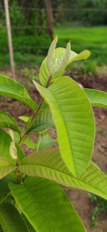 Awesome leaf stock image. Image of plant, herb, nature - 187932623