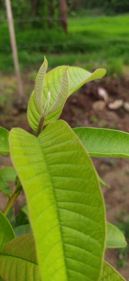Awesome leaf picture stock photo. Image of tree, plant - 187932650