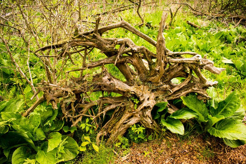 Awesome Looking Root System Stock Photos - Free & Royalty-Free Stock ...