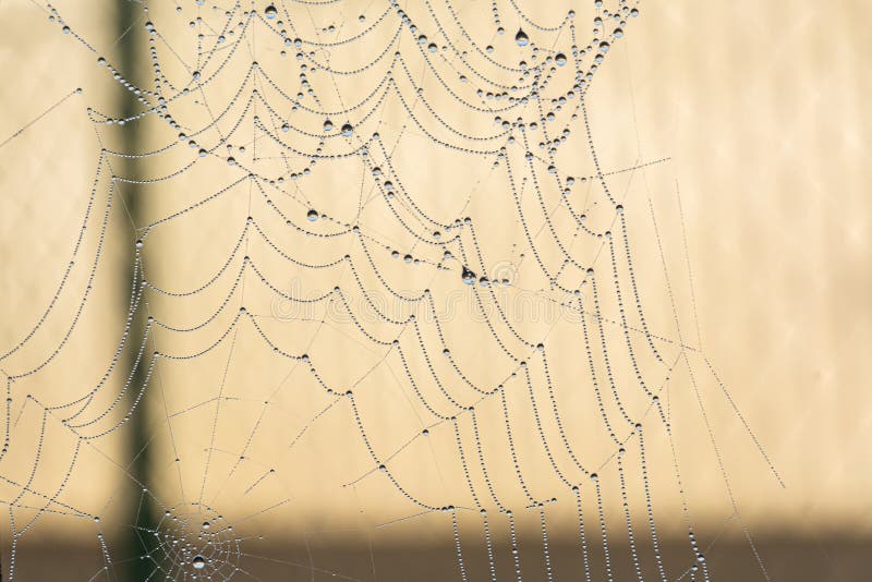 Awesome Morning Dew on Cobweb Stock Photo - Image of garden, desktop ...