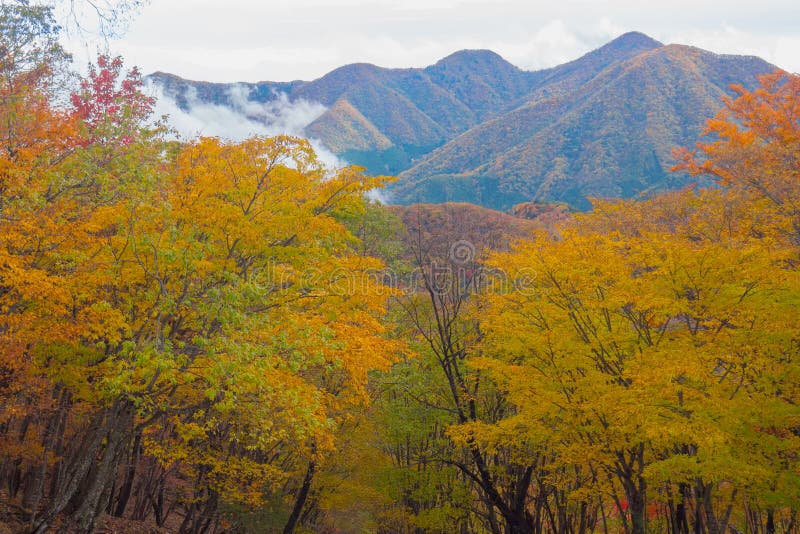 Awesome Mountain Autumn Landscape with Colorful Forest Trees Stock ...