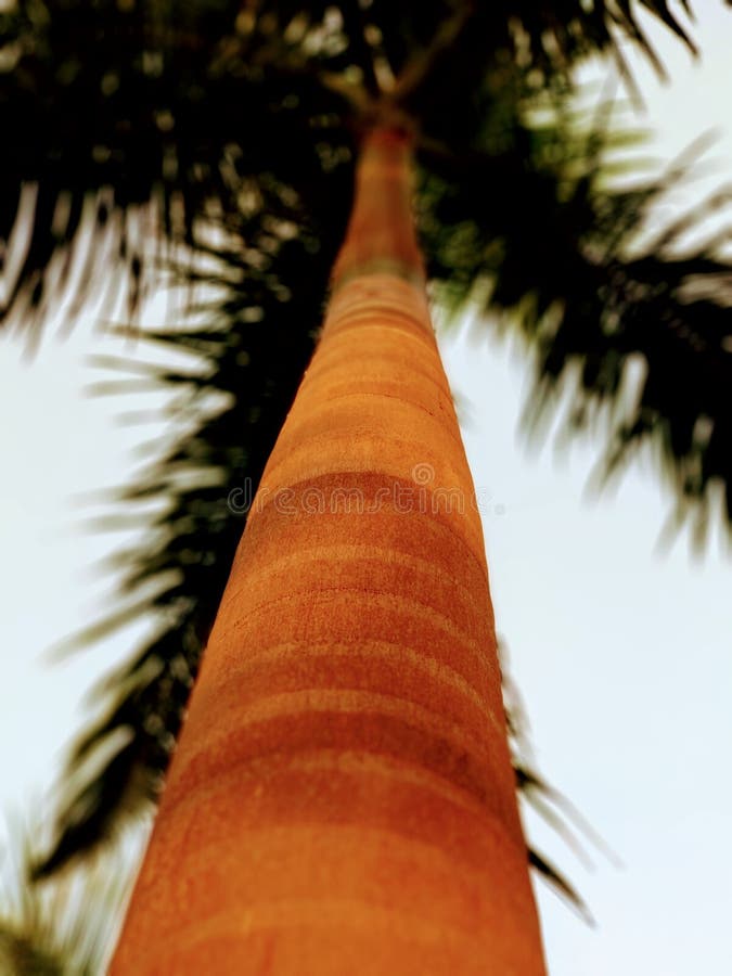 Nature& X27;s Beautiful Creation Stock Photo - Image of beautiful ...