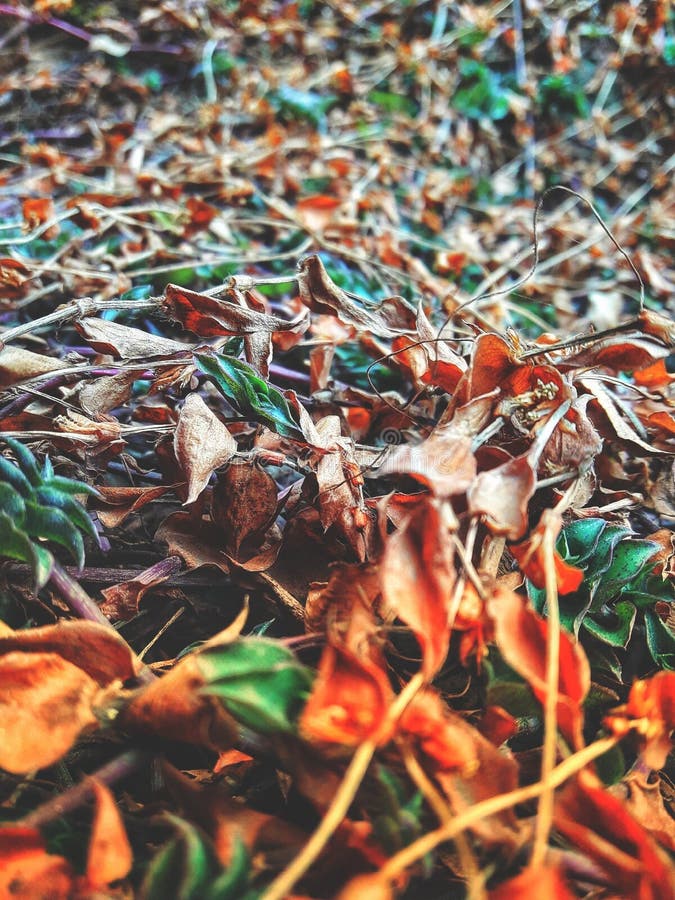 The awesome nature clicks stock image. Image of leaf - 241952173