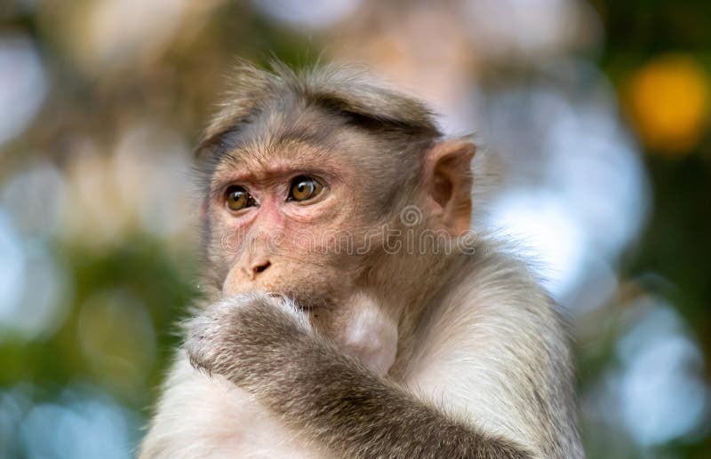 Monkey in thinking mode stock photo. Image of road, park - 143286356