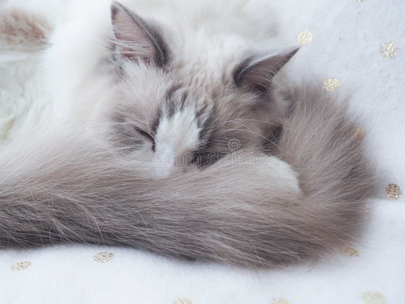 Adorable Ragdoll Cat with Fluffy Grey Tail. Stock Image - Image of ...