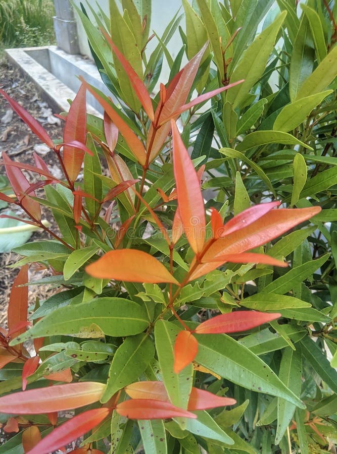 Awesome Red and Green Leafed Plants Stock Photo - Image of leafed ...