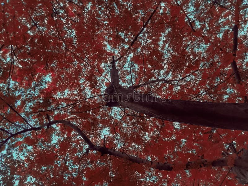 Awesome Red Leaves on Tree Background Stock Photo - Image of plant ...