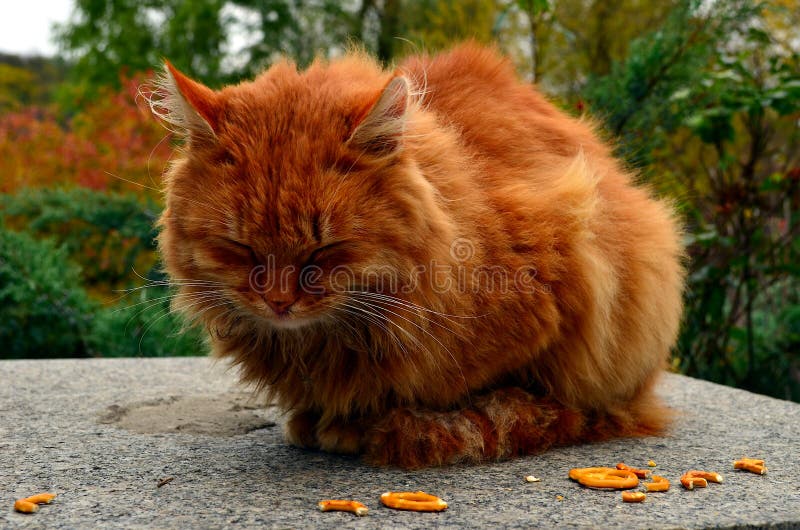 Awesome Red Street Cat is Taking a Nap in the Park Stock Image - Image ...