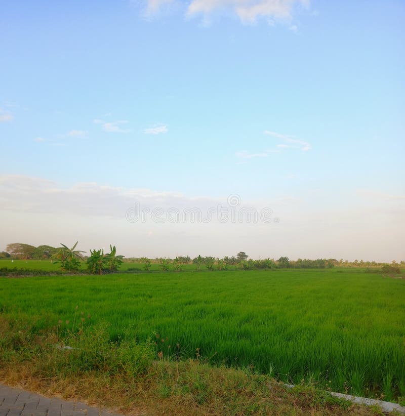 Awesome Rice Field Views in the Afternoon Stock Image - Image of cloud ...