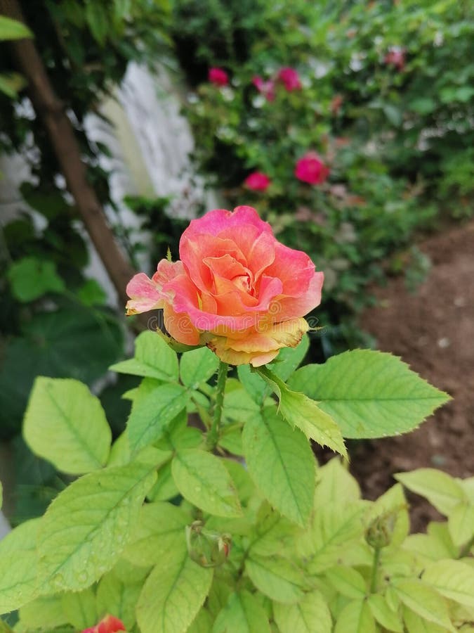 Awesome Rose with Its Beuty Stock Photo - Image of awesome, rose: 225496068