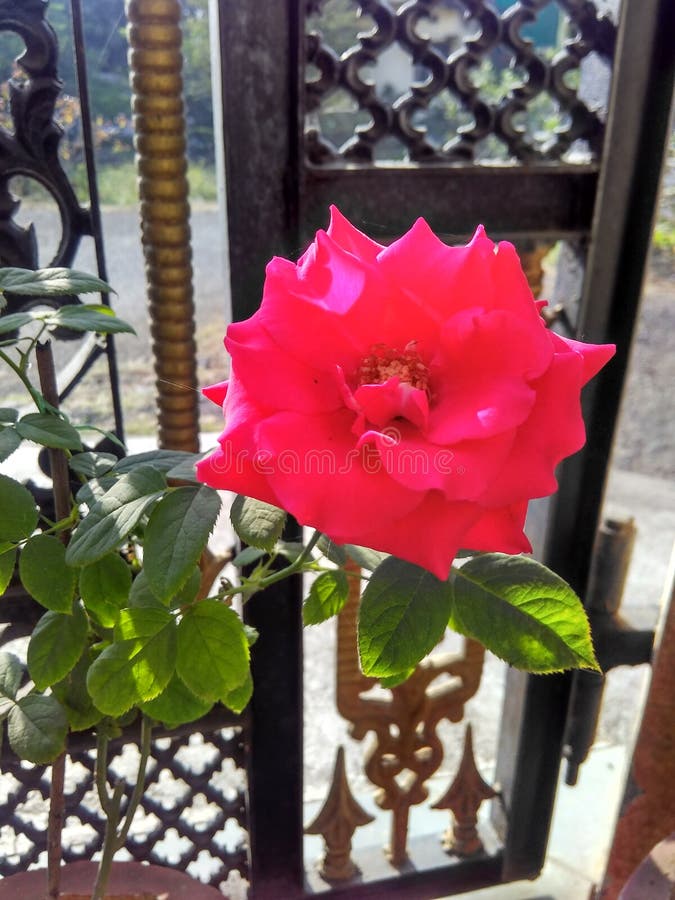 Looking great stock image. Image of fashion, indonesian - 3033597